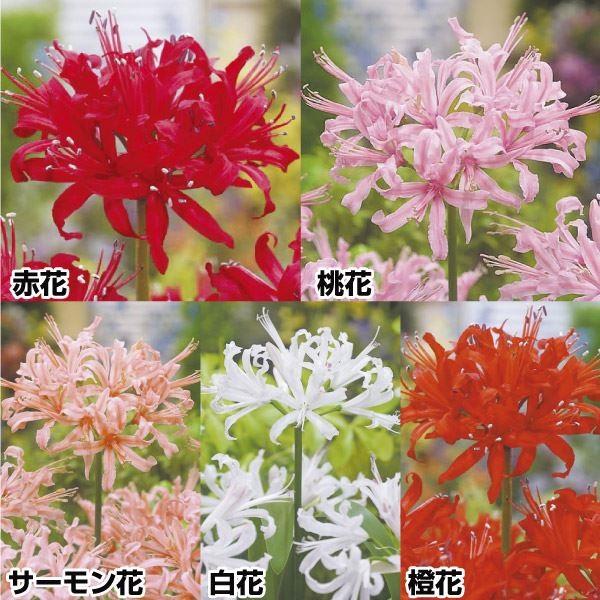 セット内容サーモン花・白花・桃花・赤花・橙花/各1球●商品情報：ダイヤモンドリリーはキラキラ輝くような花弁がとてもキレイ! 花もち抜群で長く楽しめます。乾燥し、窮屈なところを好むので地植えにはせず、鉢植えにします。冬は凍らないように管理。別...