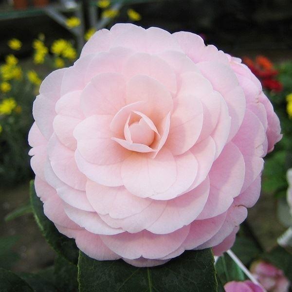 ●商品情報：八重咲のピンク花の代表的な品種●お届け状態：挿木12cmポット苗●分類：常緑樹●日照条件：日なた(幼木時は半日陰で管理)●栽培適地：庭・鉢・切花