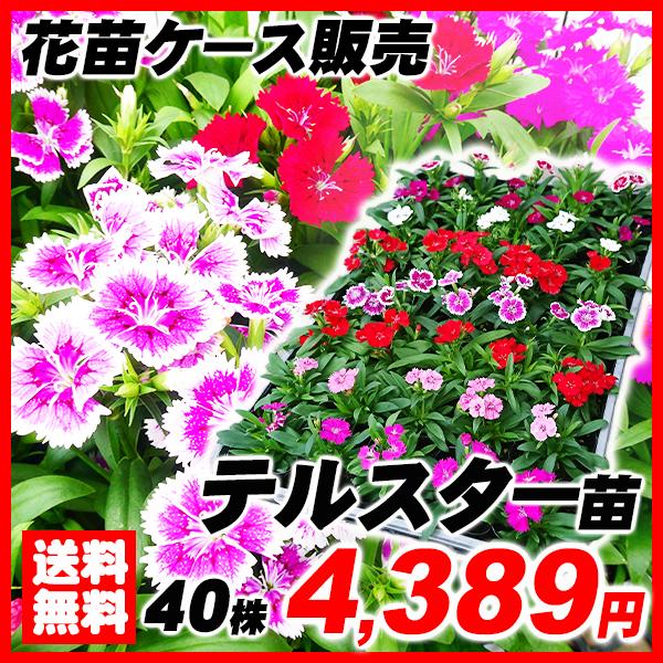 ●商品情報：これで花壇作りは完璧!売り切れ御免！今週の大特価商品。この時期だからこそ通販限界価格に挑戦！花色無選別●お届け状態：ポット苗●耐寒性：高●生長後の樹高・草丈：15〜70ｃｍ●日照：日なた●開花期：春・秋●栽培適地：庭・鉢・切花●...