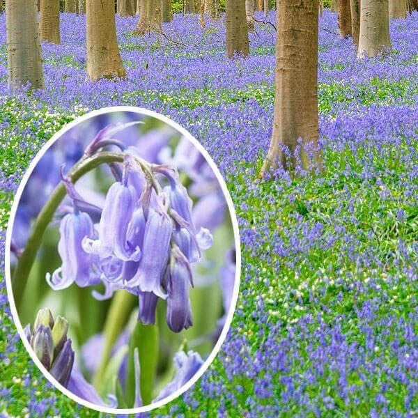 ●学名・英名：Hyacinthoides non-scripta●商品情報：手間がかからず、栽培簡単!! 植えっぱなしもOK!! クサスギカズラ科。原産はイギリスを含む北西ヨーロッパですが、大部分はグレートブリテン島に集中している。ベル状の...