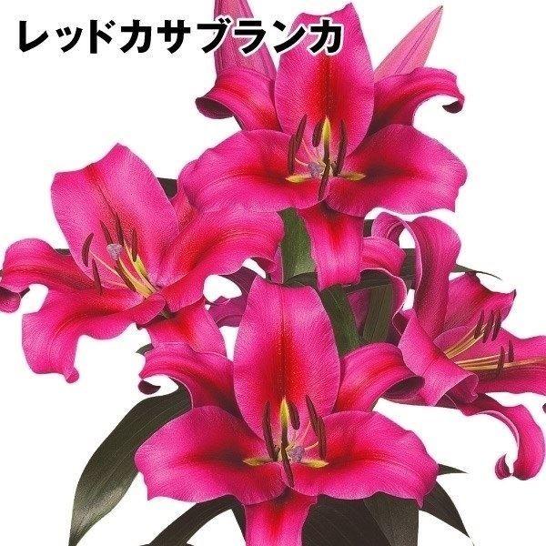 ●学名・英名：Lilium Palazzo●商品情報：良い香りがする赤いユリ。宮崎県の自社農場で大量生産＆徹底管理しており、安さ日本一に挑戦しているお買い得オリエンタルリリー!!●お届け状態：球根(球周:18cm以上)●開花期：6-7月●草...