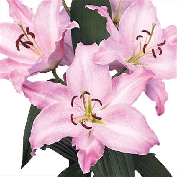 ●学名・英名：Lilium Phuket●商品情報：良い香りがし、切花に人気の世界の大銘花ユリ。宮崎県の自社農場で大量生産＆徹底管理しており、安さ日本一に挑戦しているお買い得オリエンタルユリ!!●お届け状態：球根●開花期：6-7月●草丈：中...