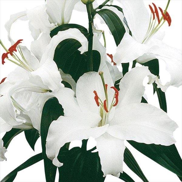 ●学名・英名：Lilium Siberia●商品情報：カサブランカに並ぶ世界の大銘花! 花つき・花もち抜群のやや上向き咲きで、切花でも有名なオリエンタルユリです。良い香りがする●お届け状態：球根●開花期：6-7月●草丈：中(80-120cm...