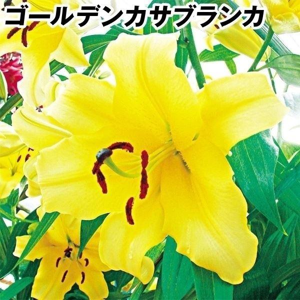 ●学名・英名：Lilium ●商品情報：輝くような黄金花を咲かせる人気のオリエンタルユリ。良い香りがします。宮崎県の自社棒状で大量生産＆徹底管理により実現した破格値でのご提供です! ●お届け状態：球根(球周:22cm以上)●開花期：6-7月...