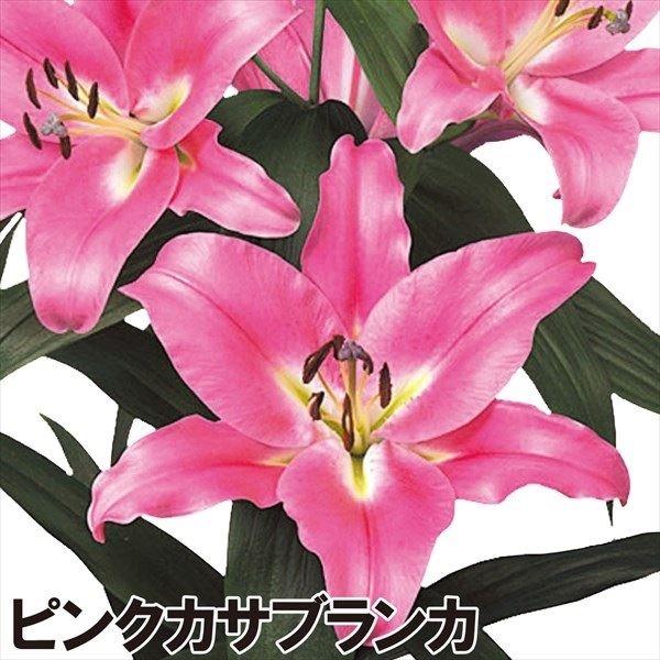 ●学名・英名：Lilium Labrador●商品情報：美しいピンク色のユリ。カサブランカシリーズ。良い香りがする宮崎県の自社農場で大量生産＆徹底管理しており、安さ日本一に挑戦しているお買い得オリエンタルユリ!!●お届け状態：球根(球周:2...