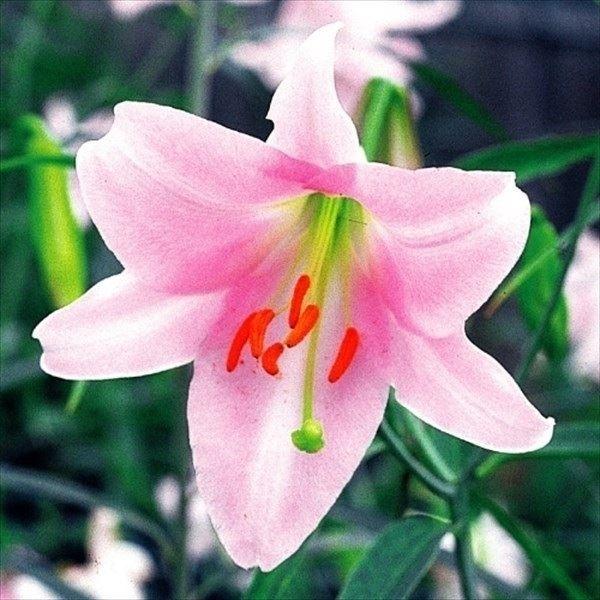 ●学名・英名：Lilium japonicum●商品情報：甘い香りと透き通るような淡桃色が美しい笹ユリ。栽培は難しいですが、育てがいのある銘品です。球根が大きいほど開花率アップ! ●お届け状態：球根(球重:15g以上)●開花期：6月●草丈：...