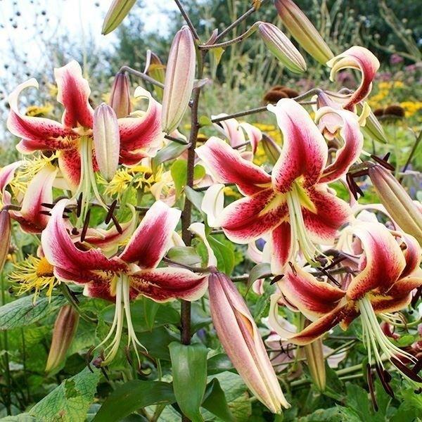 ●学名・英名：Lilium Scheherazade●商品情報：花つき抜群でとっても豪華なゆり! 花壇や鉢植えにオススメです。●お届け状態：球根●開花期：7月中旬〜8月中旬●草丈：125cm●花径：10cm●耐寒性：強●日照：日なた・半日陰...
