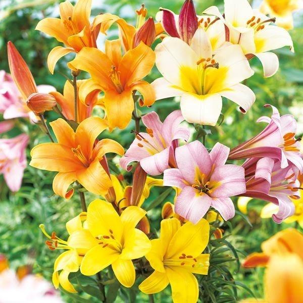 ●商品情報：銘花・名称付きトランペットリリー球根の詰め合わせを激安価格でご提供!! 品種がたくさんあって選びきれないあなたにオススメです。●お届け状態：球根●開花期：6〜7月●耐寒性：強●日照：日なた・半日陰●栽培適地：庭・鉢・切花●注意事...