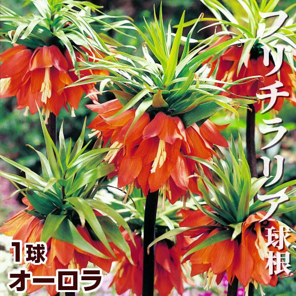 ●学名・英名：Fritillaria imperialis Aurora●商品情報：皇帝の王冠とも称される大型のフリチラリア。釣鐘形の花を下向きに咲かせ、まるでシャインデリアのように豪華 ! お庭の主役にふさわしい堂々たる存在感です。ユリ科...