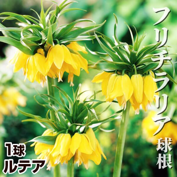 ●学名・英名：Fritillaria imperialis Lutea●商品情報：皇帝の王冠とも称される大型のフリチラリア。釣鐘形の花を下向きに咲かせ、まるでシャインデリアのように豪華 ! お庭の主役にふさわしい堂々たる存在感です。ユリ科。...