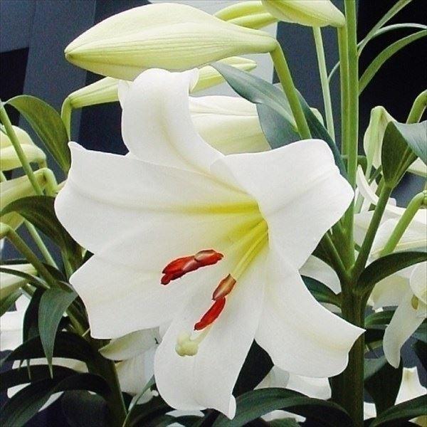 ●学名・英名：Lilium White Triumph●商品情報：巨大輪の早咲き鉄砲ゆり。良い香りがする。●お届け状態：球根●開花期：6月●草丈：中(80-120cm)●耐寒性：強●日照：日なた・半日陰●栽培適地：庭・鉢・切花●注意事項： ...