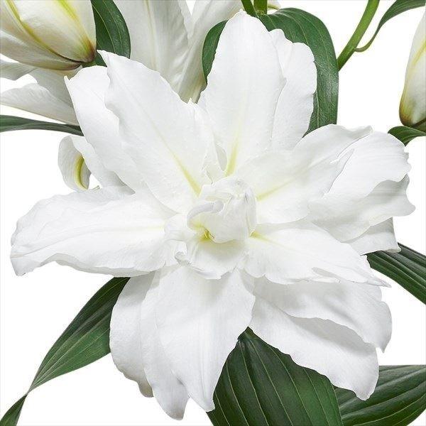 ●学名・英名：Lilium WhiteTornado●商品情報：ボリュームある純白の八重咲きオリエンタルユリ。良い香りがし、花粉も出なくて扱いやすい。●お届け状態：球根(開花見込みサイズ)●開花期：6-7月●草丈：中(80-120cm)●耐...