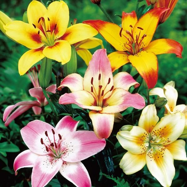 ●商品情報銘花・名称付き2色咲きすかしゆり球根の詰め合わせを激安価格でご提供!! 品種がたくさんあって選びきれないあなたにオススメです。 ●お届け状態球根 ●開花期(約)6月 ●耐寒性強 ●日照日なた ●栽培適地庭・鉢・切花 ●注意事項※写...