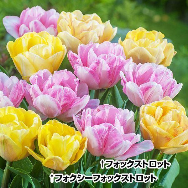 ●学名・英名：Tulipa●分類：八重早咲き Double Early●商品情報：ほぼ同時開花するチューリップミックス。フォックストロットシリーズは八重の早咲きチューリップです。咲き始めは白っぽい花色ですが、徐々に濃く色づいていきます。ユリ...