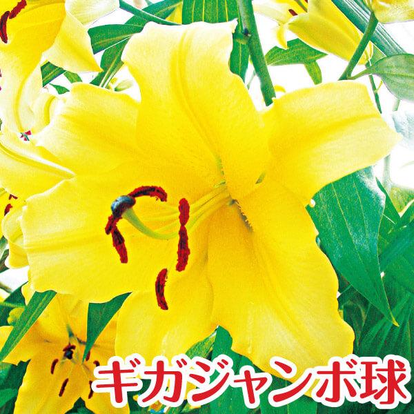 ●学名・英名：Lilium ConcadOr●商品情報：輝くような黄金花を咲かせる人気のオリエンタルユリ。良い香りがします。球周30cm以上と超ビッグサイズの球根でお届け。育てやすく、しっかりとした花が咲きやすい大きな球根です。●お届け状態...