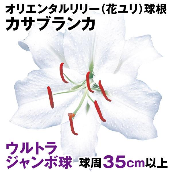 ●学名・英名：Lilium Casa Blanca●商品情報：オリエンタルユリは良い香りがします。球周35cm超えのウルトラジャンボ球根のカサブランカ。球根は大きい程育てやすい！●お届け状態：球根(球周35cm以上)●開花期：6-7月●草丈...