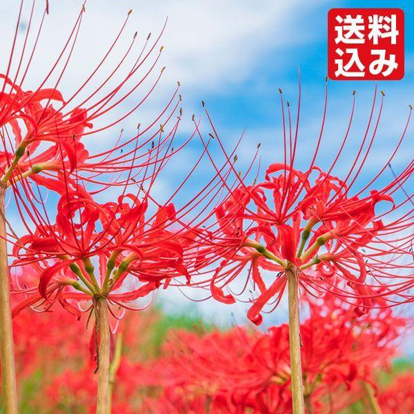 ●学名・英名：Lycoris radiata●商品情報：秋の彼岸頃に燃えるように真っ赤な花を咲かせる、日本の秋の風物詩「彼岸花」。別名「曼珠沙華(まんじゅしゃげ)」と呼ばれ縁起の良い花です。ヒガンバナには忌避成分が含まれており、その成分が一...