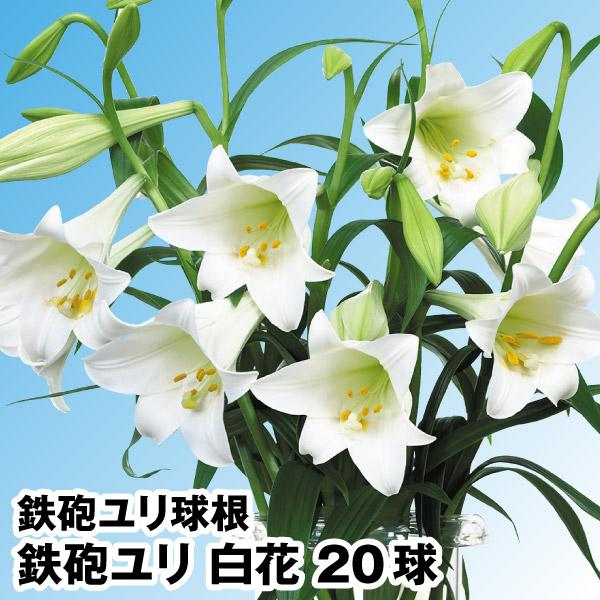 ●学名・英名：Lilium ●商品情報：良い香りがする切花の王者!! 鉄砲ゆりの白花。●お届け状態：球根●開花期：6月●草丈：80-120cm●耐寒性：強●日照：日なた・半日陰●栽培適地：庭・鉢・切花●注意事項：※商品画像は開花後のイメージです。