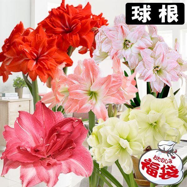 ●学名・英名：Hippeastrum●商品情報：2月から5月に咲くように開花促進処理をしたアマリリスの球根。八重咲きアマリリスを集めたお買得な福袋企画です。球根の上部３分の１程度出るくらいの浅さで鉢に植え付けます。水をやると成長がスタート!...