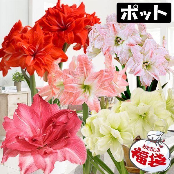 ●学名・英名：Hippeastrum●商品情報：2月から5月に咲くように開花促進処理をしたポット植えアマリリスの球根。八重咲きアマリリスを集めたお買得な福袋企画です。オリジナルポットに球根を植え付けた状態でお届けします。ギフトボックス入りな...