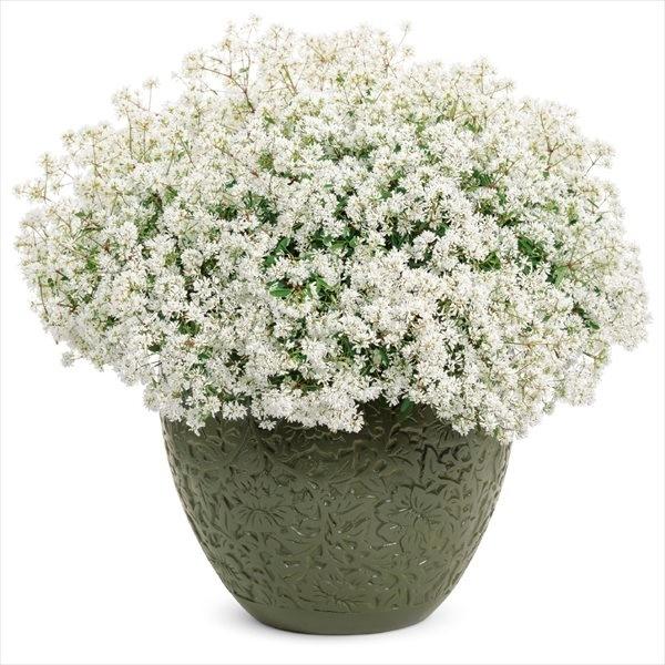 商品情報生育旺盛な八重咲品種!ふんわりとした草姿で花壇を真っ白に演するユーフォルビア。丈夫で手間いらずで長〜く咲く!どの植物とも相性が良いので寄せ植えにも最適です。登録名：INCHADSNOWお届け状態ポット苗分類多年草開花期春-晩秋草丈3...