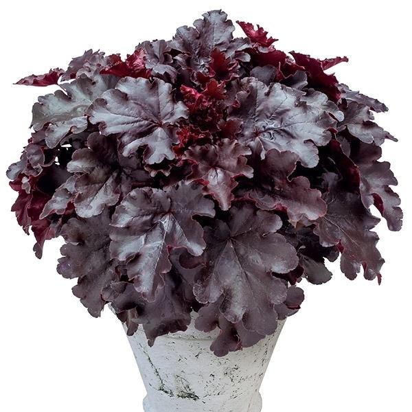 商品情報花のない時期でも、カラフルな葉の色で花壇をにぎやかに彩ってくれるヒューケラ。可愛らしい小花も魅力的。和名：つぼさんご。登録名：INHEU14-03お届け状態ポット苗分類多年草開花期晩春〜夏草丈20〜40cm日照日なた（午後：半日陰）...