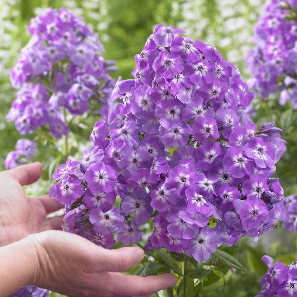 ●商品情報直径25cm以上と通常のフロックスの約２倍もの大きさの花房をもつ超巨大輪咲きフロックス！耐寒性強く、育てやすく魅力的な品種です。●お届け状態9cmポット苗●分類多年草●開花期6〜8月●草丈70〜100cm●日照日なた・半日陰●耐寒...