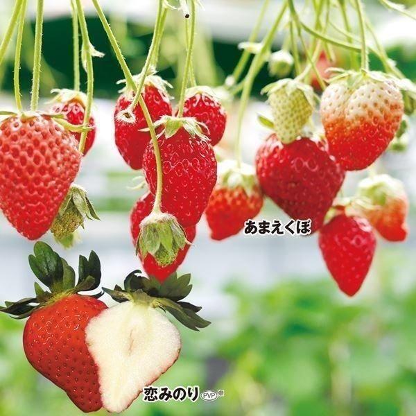 ●セット内容：あまえくぼ 3株、恋みのり 3株●商品情報：バイヤー厳選のおすすめイチゴセットです。是非、ご家庭で甘くて美味しいイチゴをどうぞ！●お届け状態：ポット苗●分類：多年草●草丈：15〜30cm●収穫：5〜6月●日照：日なた●耐寒性：...