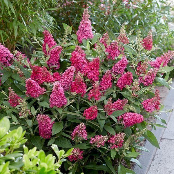 ●商品情報：ブッドレアは甘い香りの花が蝶や蜂を呼び寄せることもあるといわれ、バタフライブッシュとも呼ばれています。バタフライキャンディは分枝性抜群で、自然と丸みを帯びた樹形になります。コンパクトサイズで鉢植えにもピッタリ。耐寒性もあり、育て...