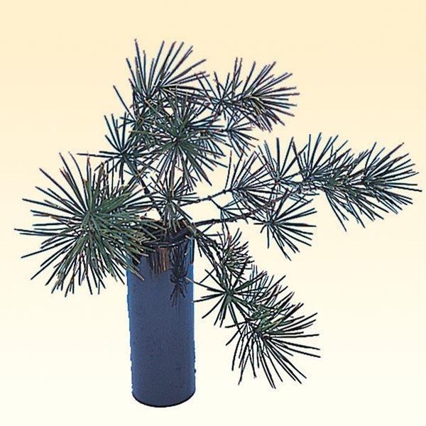 ●商品情報：コウヤマキは円錐状の樹形が美しく、世界三大美樹の一つ。仏花・墓花に最適。●お届け状態：ポット苗(樹高30〜40cm)●分類：常緑樹●生長後の樹高：5m以上●日照：日なた●耐寒性：中●栽培適地：庭・鉢・切枝