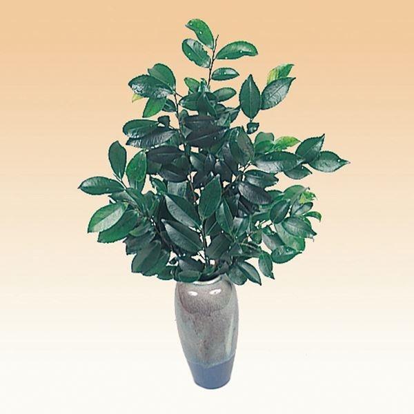 ●商品情報：サカキより小さめで細かい切れ込みの入る葉が特徴。消費量は東日本が多い。●お届け状態：実生2年生ポット苗(樹高30〜40cm)●分類：常緑樹●生長後の樹高：2〜4m●日照：日なた・半日陰●耐寒性：強●栽培適地：庭・鉢・切枝