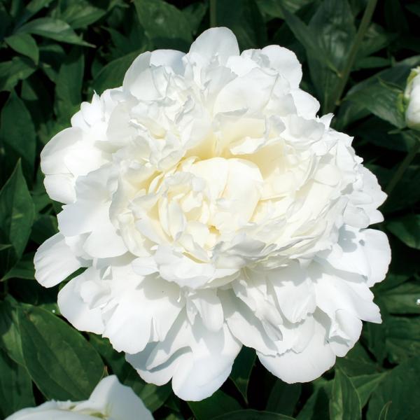 ●商品情報：花径約20cm以上の超大輪花!!美しい純白の花弁が人気です。☆この商品は、10月下旬〜発送開始の秋の予約苗です。●お届け状態：2〜3芽付素堀苗●分類：多年草●生長後の樹高：0.5〜1ｍ●開花期：5〜6月●日照：日なた・半日陰●耐...