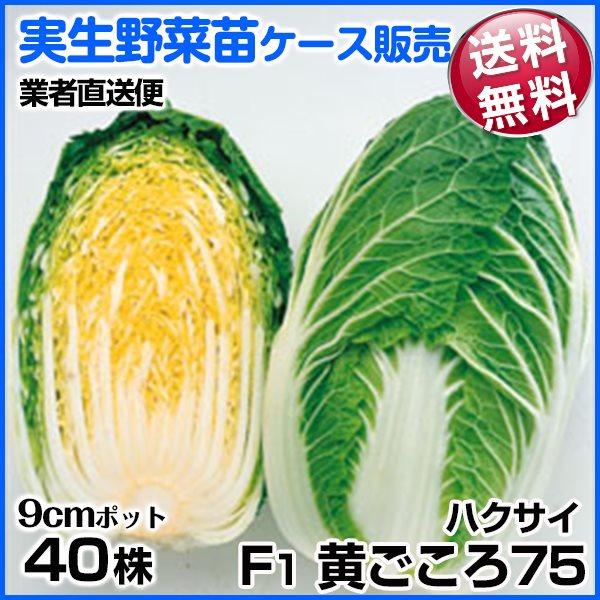●商品情報：耐病性にすぐれた黄芯の中早生種。玉肥大良好で生理障害に強い。在圃性に優れ、収穫期の幅が広い。●お届け状態：実生9cmポット苗 40株入り●球重（約）：2.5kg