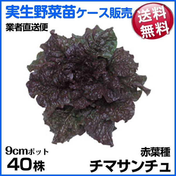 ●商品情報：色ツヤがよく、鮮度感にすぐれる赤葉系のカキチシャ。肉質はしなやかで葉面に適度なウェーブがあり、焼肉などを包んで食べるのに最適。耐暑・耐寒性にすぐれ、草勢旺盛で作りやすい。葉をかきとって利用し、長期間の収穫が可能。●お届け状態：実...