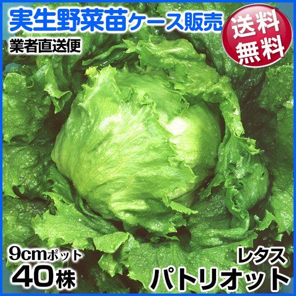 ●商品情報：エンパイアタイプの晩抽性品種です。高温条件での結球性と晩抽性に優れます。球形は豊円形で、球色は光沢のある鮮緑色で、球しまりに優れます。●お届け状態：実生9cmポット苗 40株入り●果重／果長：―