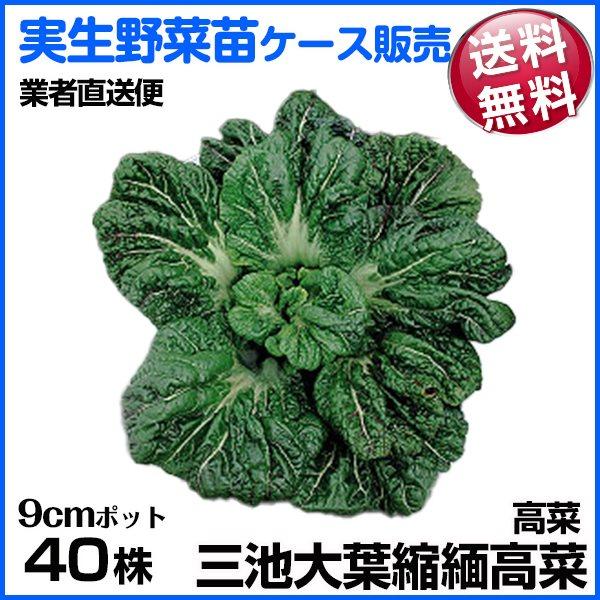 ●商品情報：耐寒性にすぐれた生育旺盛な多収種で、抽苔は遅い。葉は濃緑色。葉面は細かいチリメン状となる。茎葉は肉厚で、漬物として浅漬や本漬、あるいは煮食用に適する。●お届け状態：実生9cmポット苗 40株入り●果重／果長：―