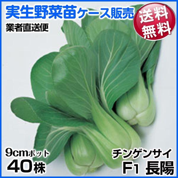●商品情報：耐暑性にすぐれ、高温期の栽培に適する栽培容易な早生種。葉は濃緑色で、倒卵形。葉柄は肉厚で光沢があり、特に尻張りが良好でチンゲンサイ本来のボリューム感がある。草勢は立性で、株はコンパクトにまとまり、密植栽培が容易にできる。●お届け...