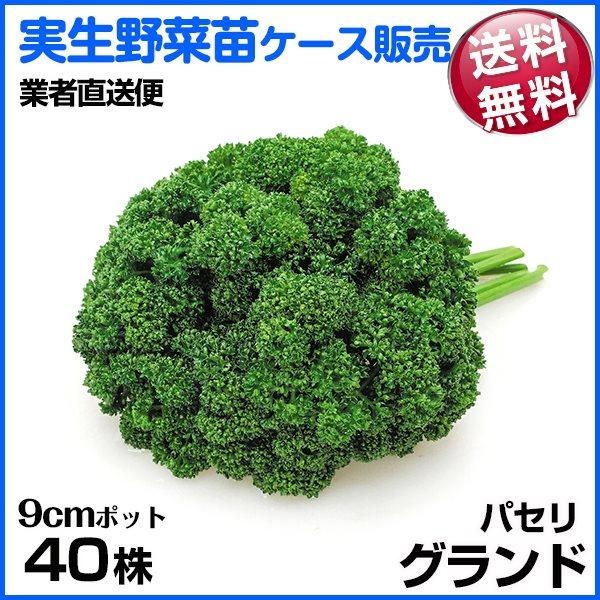 ●商品情報：耐病・耐暑・耐寒性にすぐれます。葉は濃緑で厚く、美しい縮緬になります。日持ちよく太茎で伸長性が良く、豊産で束数ができ、一般のパセリより3割位増収となります。●お届け状態：実生9cmポット苗 40株入り●果重／果長：―