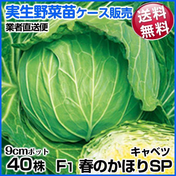 ●商品情報：早春どり可能、栽培しやすい良質系。早春どり可能な良質系としては、腐敗性病害に比較的強く、晩抽性や圃場貯蔵性にもすぐれる。上昇気温下となる早春どりでも収量があがる。肥大とそろいにもすぐれ、玉の形状は甲高扁円形に安定し、球色は鮮濃緑...