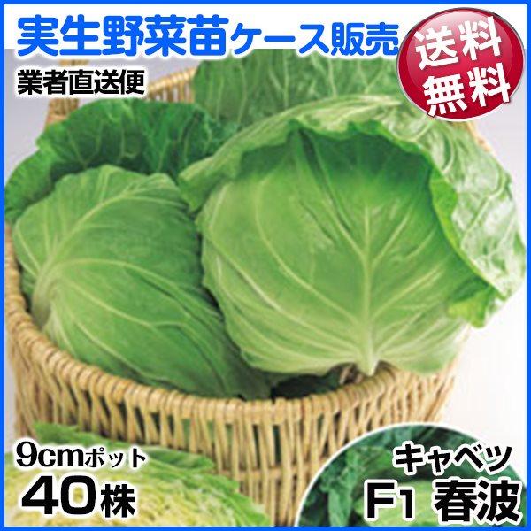 ●商品情報：草勢旺盛で、晩抽性にすぐれた秋まき極早生種。外葉強健で栽培適応性が広い。鮮緑色の甲高扁円球で、形状が安定。耐裂球性にすぐれ、収穫期幅が広い。●お届け状態：実生9cmポット苗 40株入り●球重（約）：1.4kg