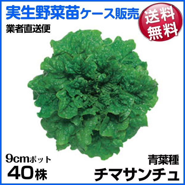 ●商品情報：葉色は濃緑で色鮮やか。肉質はしなやかで葉面にウェーブがあり、焼肉などを包んで食べるのに最適。耐暑・耐寒性にすぐれ、草勢旺盛で作りやすい。葉をかきとって利用し、長期間の収穫が可能。●お届け状態：実生9cmポット苗 40株入り●果重...