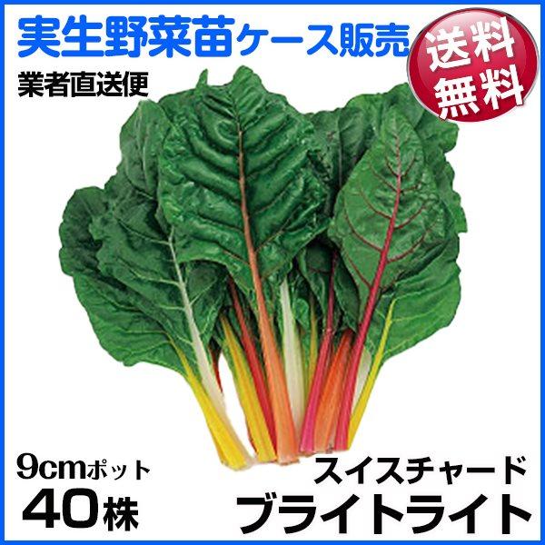 ●商品情報：葉は光沢のある濃緑色で、葉柄と葉脈が黄・赤・白色などに着色するフダンナの一種。ベビーリーフや草丈20cm以上の大葉まで、いつでも収穫可能。耐暑・耐寒性があり、土壌を選ばず作りやすい。あえ物、お浸し、油炒め、サラダなど幅広く利用で...