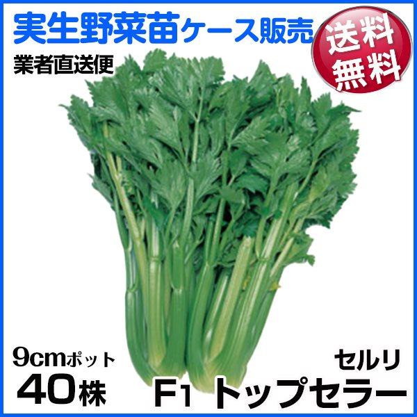 ●商品情報：生育旺盛で病気に強く作りやすい。株張りはやや立性で、第1節間は長く、芯葉もよく伸びて、大株で多収。葉柄は幅広く、肉厚で、すじは少ない。色は鮮度のよい淡緑色。1kg程度の小株どりも可能。●お届け状態：実生9cmポット苗 40株入り...