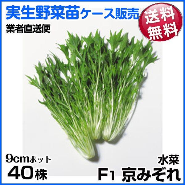 ●商品情報：株張りがよく、品質がすぐれる。収穫調整が容易で、在圃性にすぐれる。良食感で、アクが少なく、料理の用途が広い。●お届け状態：実生9cmポット苗 40株入り●果重／果長：―