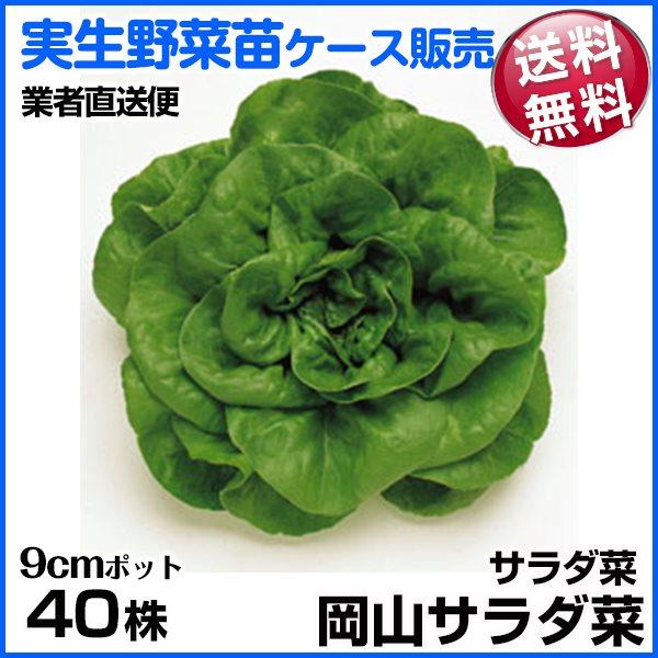 ●商品情報：濃緑の肉厚葉で切れ込みやシワが少なく、生育の早い極早生種。耐暑性が強く、抽苔は比較的遅い。低温期でも生育が安定し、周年栽培できる。肉質はやわらかく品質がよい。●お届け状態：実生9cmポット苗 40株入り●果重／果長：―
