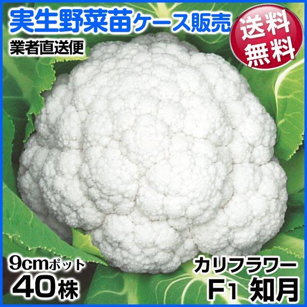 ●商品情報：生育旺盛で栽培容易。草姿は立性で外葉がよく伸び、花蕾を覆いやすい。●お届け状態：実生9cmポット苗 40株入り●果重／果長：―