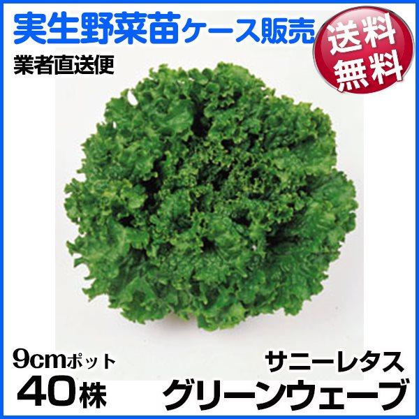 ●商品情報：草勢は旺盛で、栽培容易なグリーンリーフ。草姿は立性で葉数が多く、葉面のウェーブが適度に入る。葉は濃緑色で肉質はやわらかく、食味がよい。●お届け状態：実生9cmポット苗 40株入り●果重／果長：―