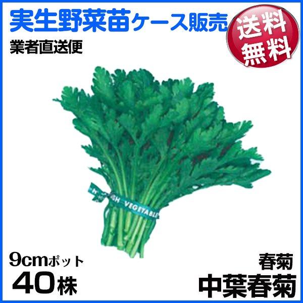 ●商品情報：側枝が多く発生する中葉の多収種。生育は旺盛で耐寒性にすぐれ、栽培容易。葉は切れ込みが深く、葉肉が暑くて、やわらかで香りが高い。長期の摘みとり栽培と、根つき束ね出荷の、いずれも可能。●お届け状態：実生9cmポット苗 40株入り●果...