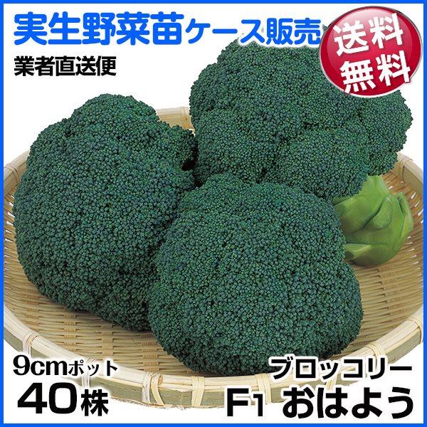 ●商品情報：播種後95日前後で収穫できる中早生品種。草姿は立性で、草勢はやや強い。花蕾位置はやや低い、花蕾は小粒、濃緑色で極ドーム形。花蕾形状の安定性が高い。低温時のアントシアニンの発生がなく、茎の空洞果が少ない。栽培適応性が広く、播種期お...