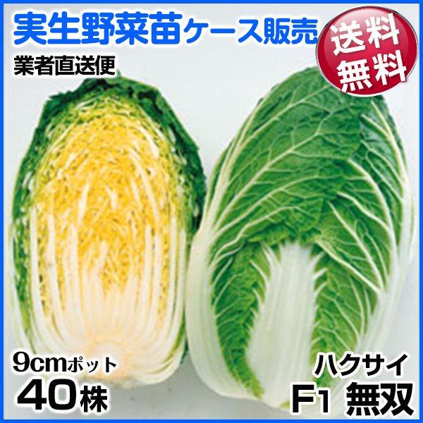 ●商品情報：土質を選ばず、栽培適応性にすぐれ、作りやすい早生種。病気に強く生育は旺盛。生理障害の発生が少なく、適期栽培では2.5kg程度に太る。球頭は包被し。玉は胴張りのよい円筒形で食味良好。●お届け状態：実生9cmポット苗 40株入り●果...